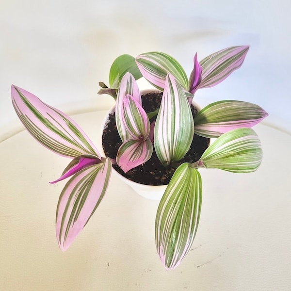 Nanouk Plant - Etsy