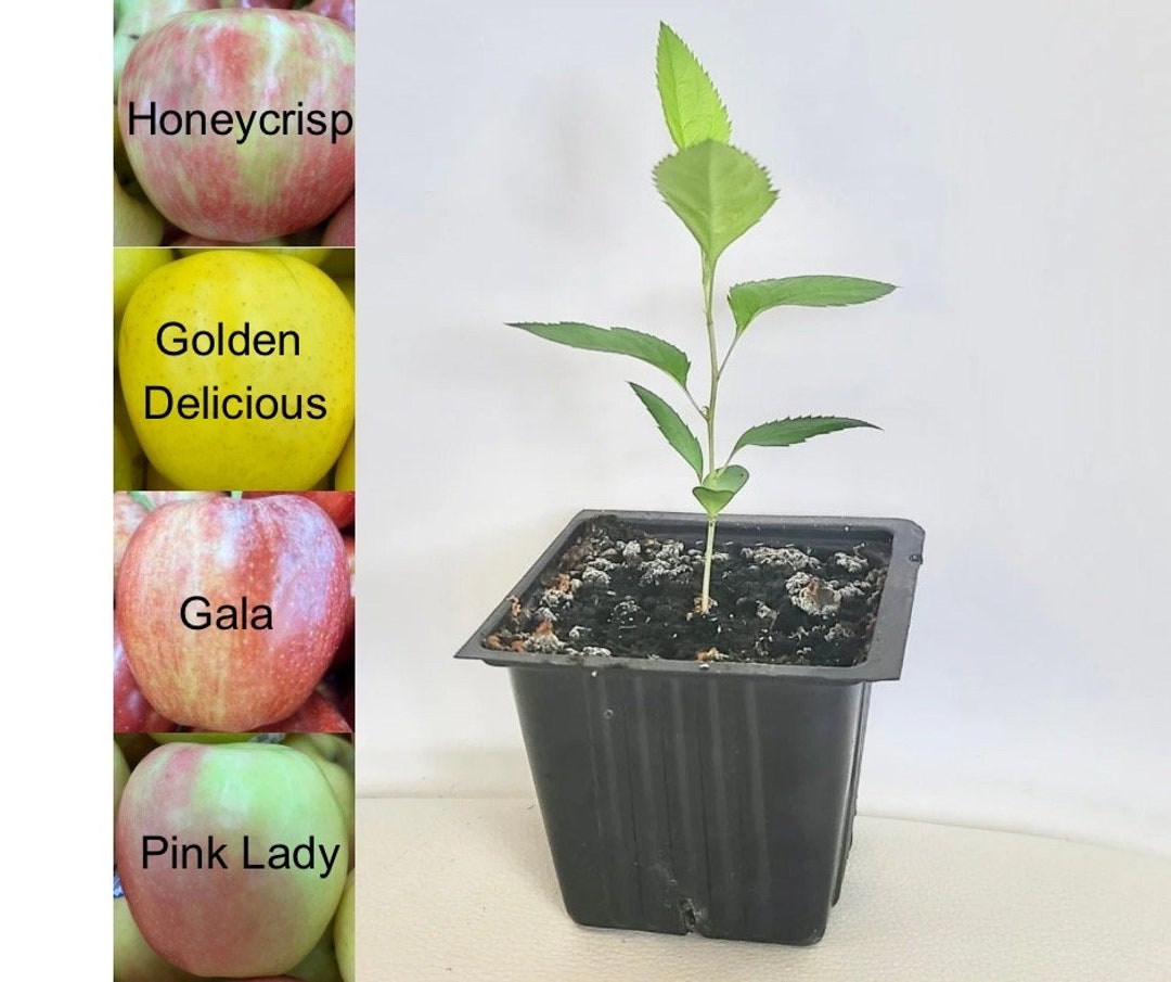 Apple Tree Seedling Honeycrisp Golden Delicious Gala Pink Lady Apple ...