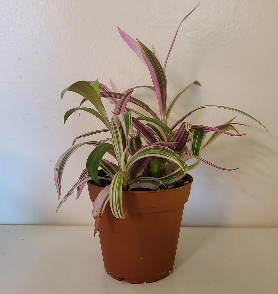 Tradescantia Spathacea Variegata Variegated Tradescantia Moses in the Cradle Boat Lilly Plant 4 ...