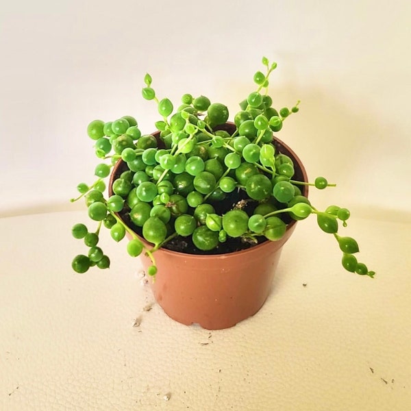 String of Pearls Succulent - Etsy