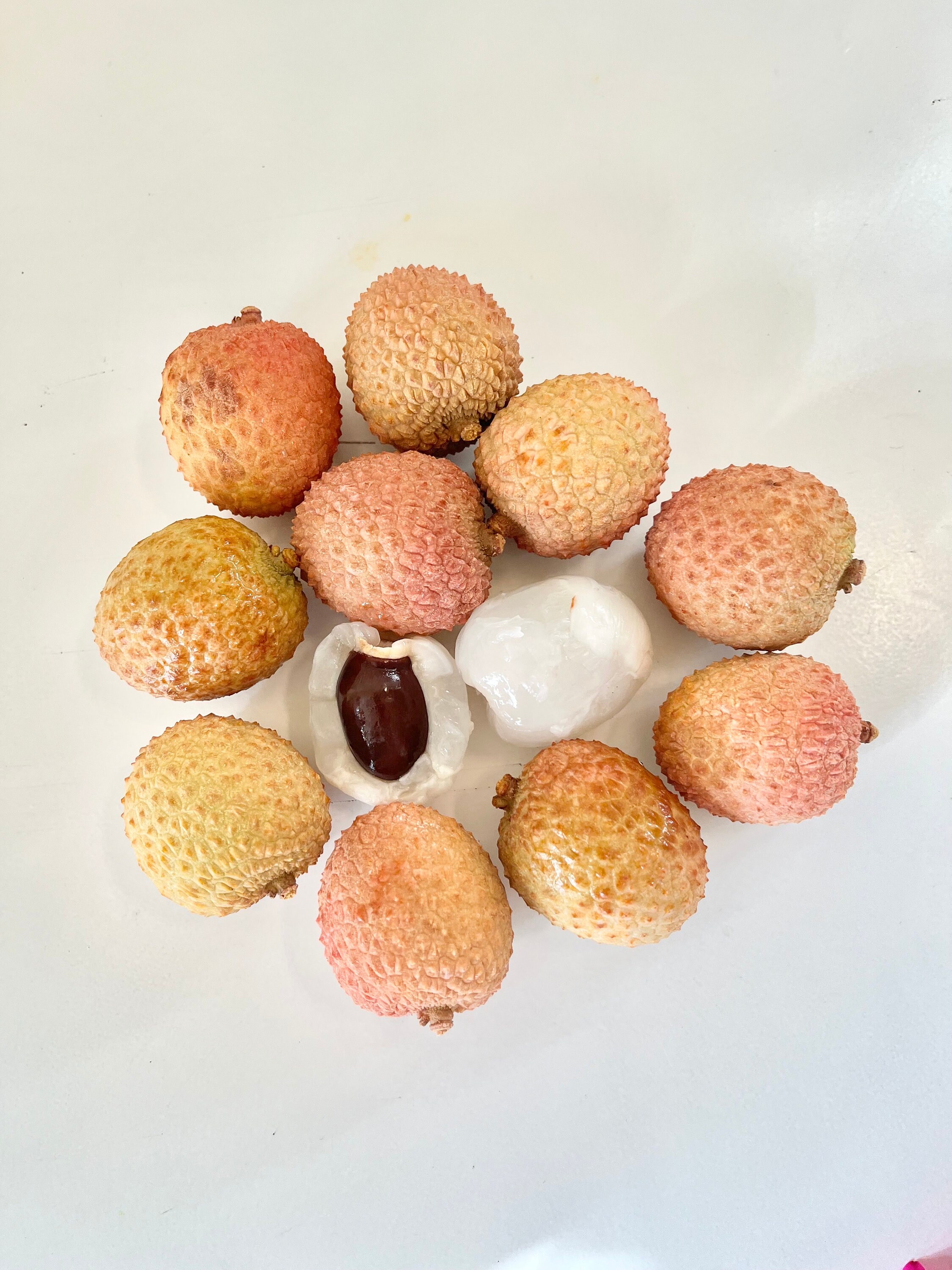 Lychee Tree Seedling Lychee Tree Starter Plant 3 Inch Pot - Etsy