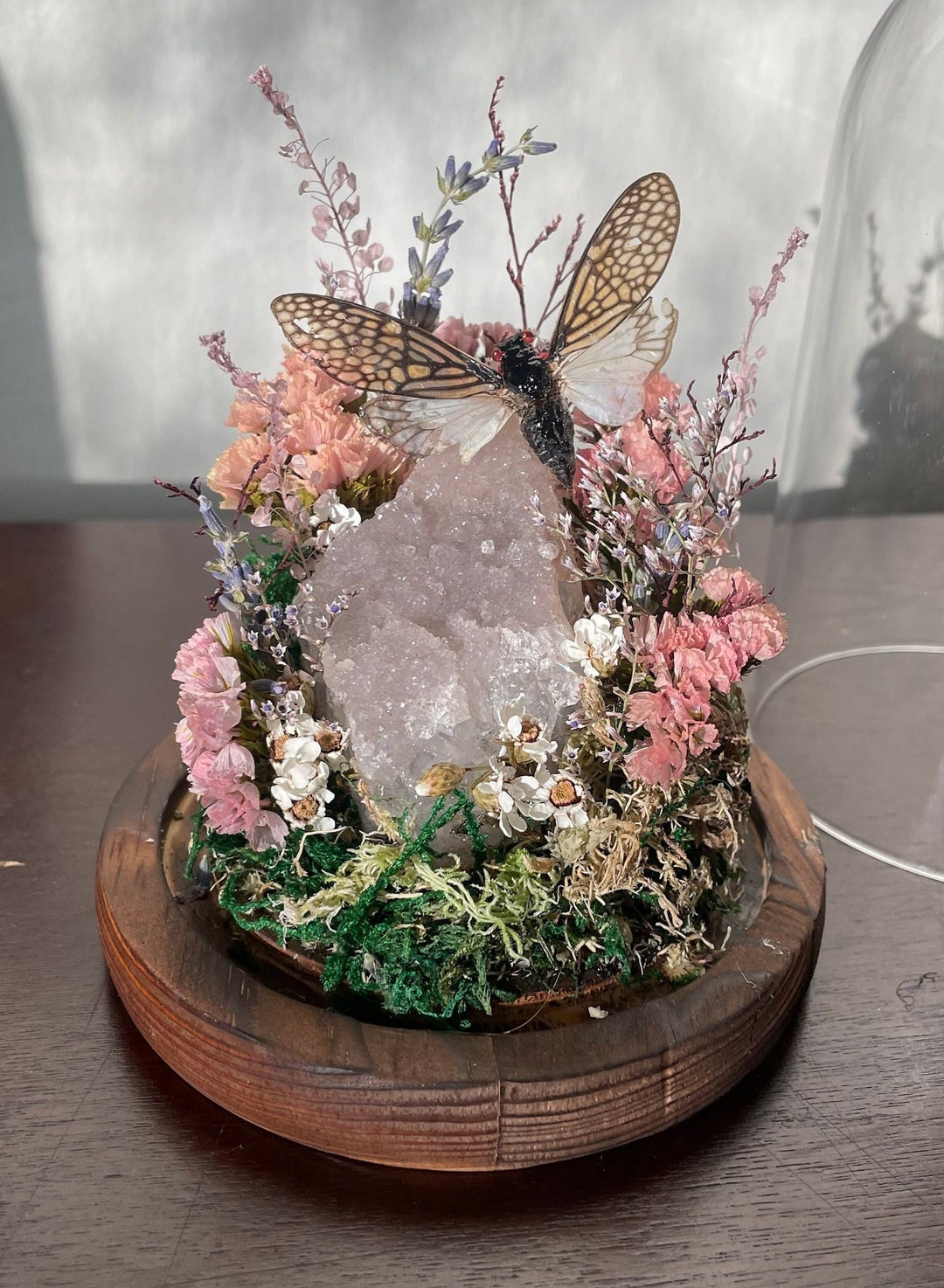 Cicada Butterfly Glass Dome Display Entomology Taxidermy Oddities ...