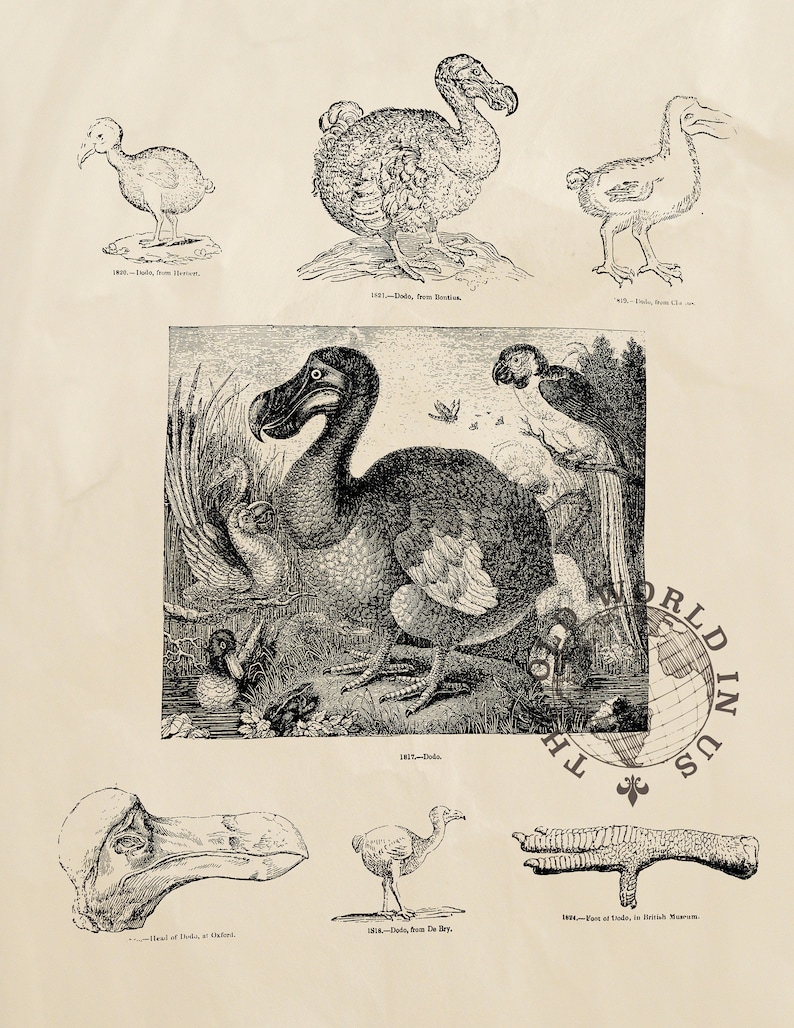 Dodo Bird Art Print 1800s Science Illustration digital Download No dodo-bird-art-print-1800s-science-illustration-digital-download-no
