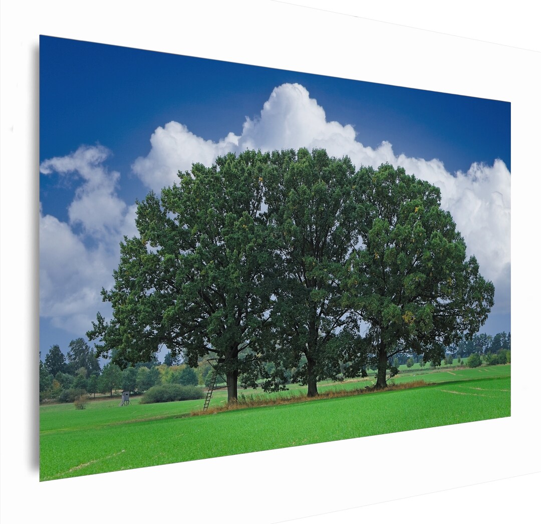 Trees, Lonely Oaks, Forest, Tripple Photo, Blue Sky, Storm, Three ...
