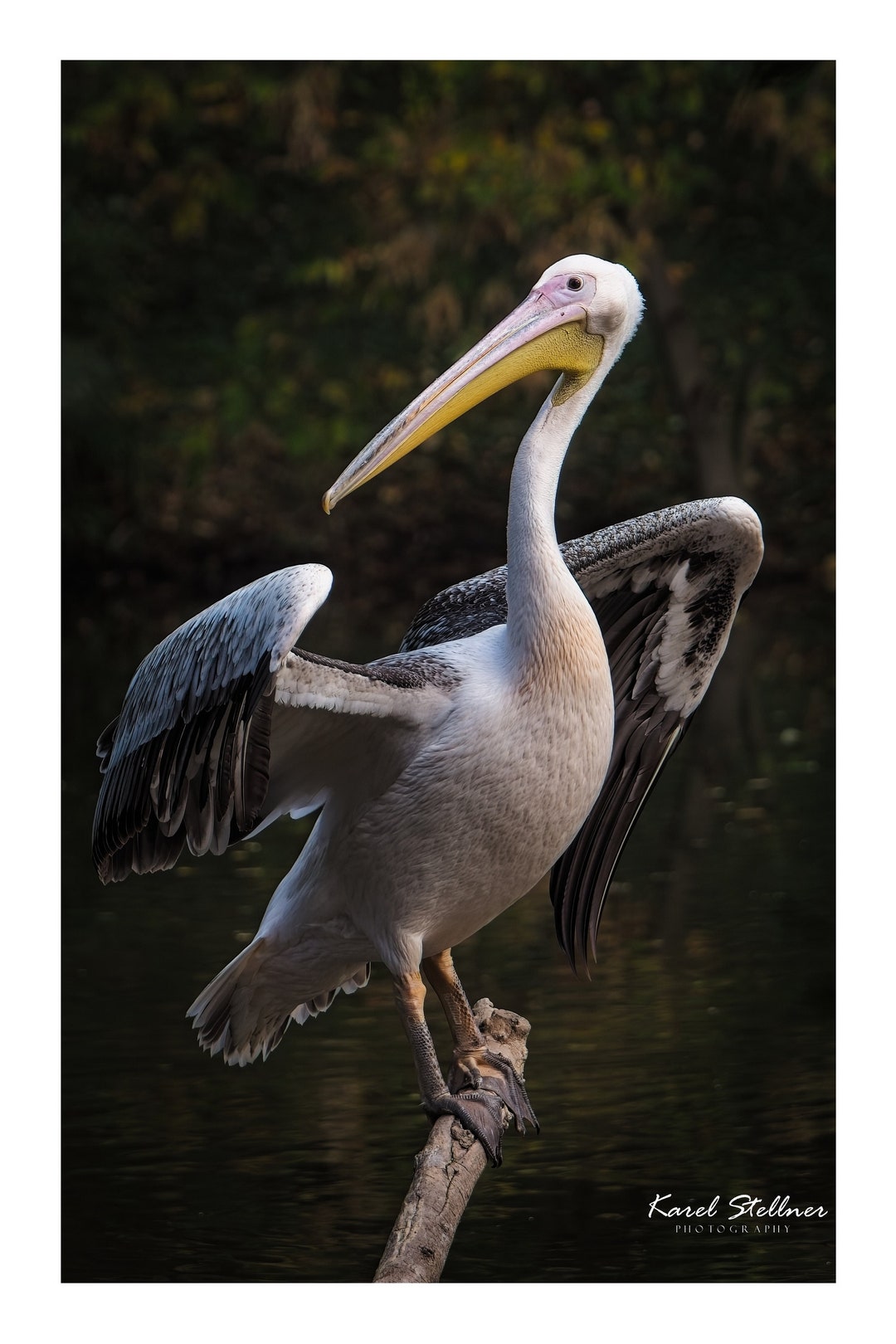 Stretching Pelican, Pelecanus, Water Wild Bird, Birdwatching, Fisheater ...