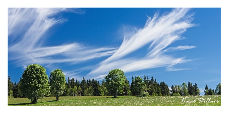 White Cirrus Clouds, Blue Sky in Mountains, Green Meadow, Spruce, Linder Trees, Landscape ...