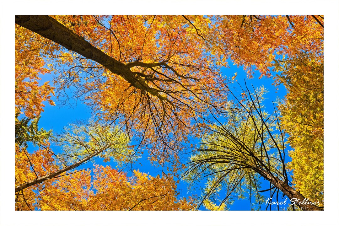 Blue Sky, Yellow Leaves, Colorful Trees, Heaven, Autumn Poster ...