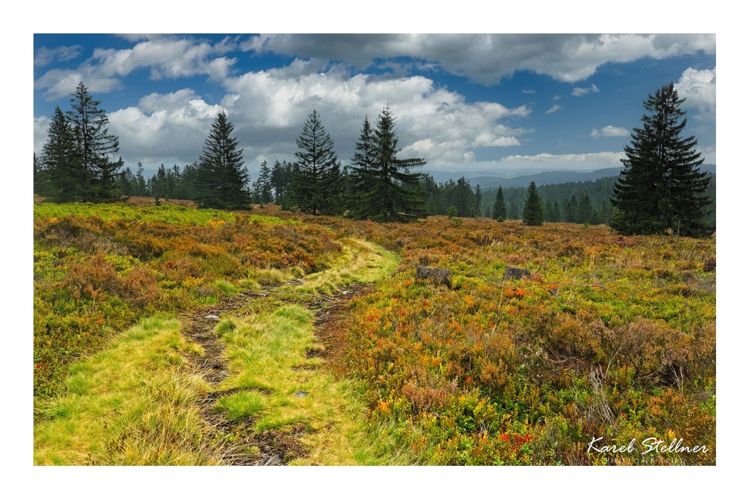 Mountain Forest Path, Spruce Trees, Autumn Colors, Bluebery, Cranberry ...