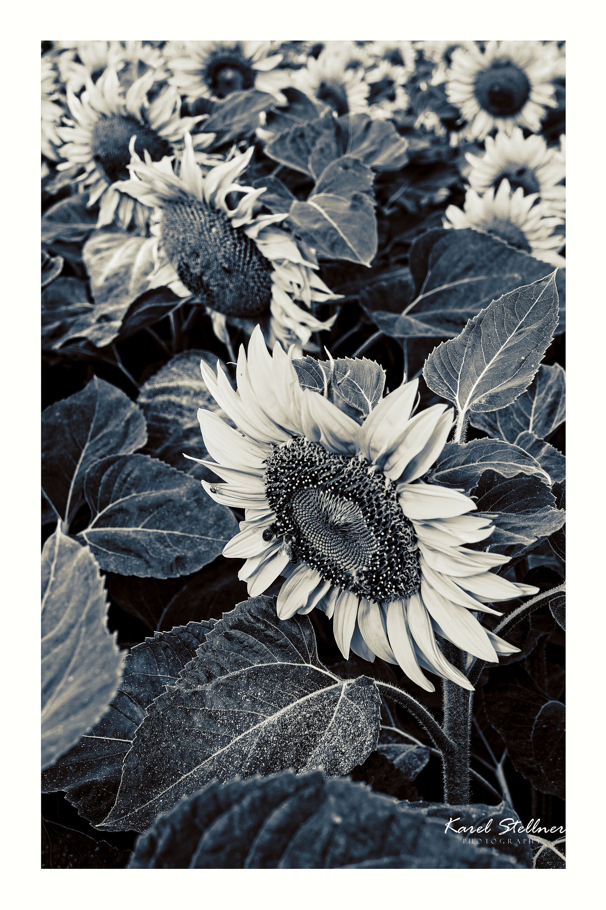 Black and White Sunflowers, Floral Poster, Blooming Flower, Garden ...