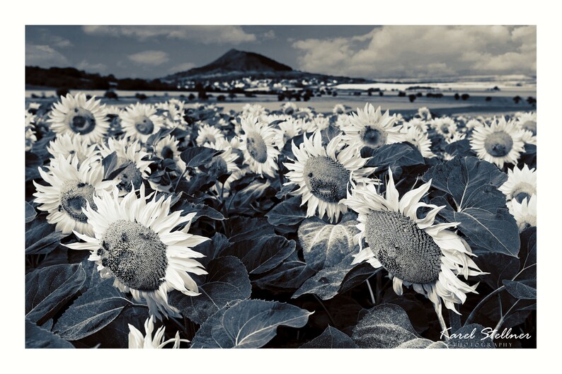 Black and White Sunflowers, Floral Poster, Blooming Flower, Garden ...