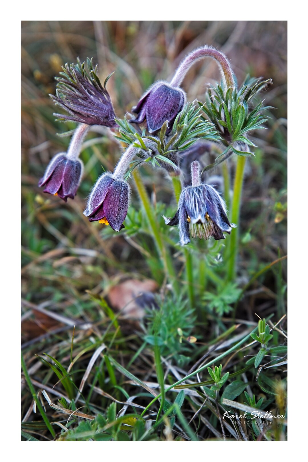 Small Pasque Flower, Floral Poster, Blooming Wildflowers, Native Spring ...