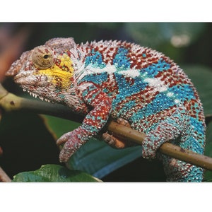 Colorful Chameleon Canvas Prints, Chameleon Wall Art, Chameleon Art ...