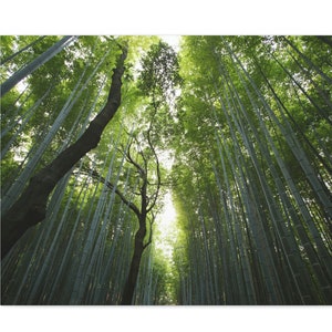 Green Canopy of Bamboo Plants & Trees With Sun Shining Bamboo Wall ...