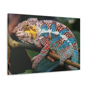 Colorful Chameleon Canvas Prints, Chameleon Wall Art, Chameleon Art ...