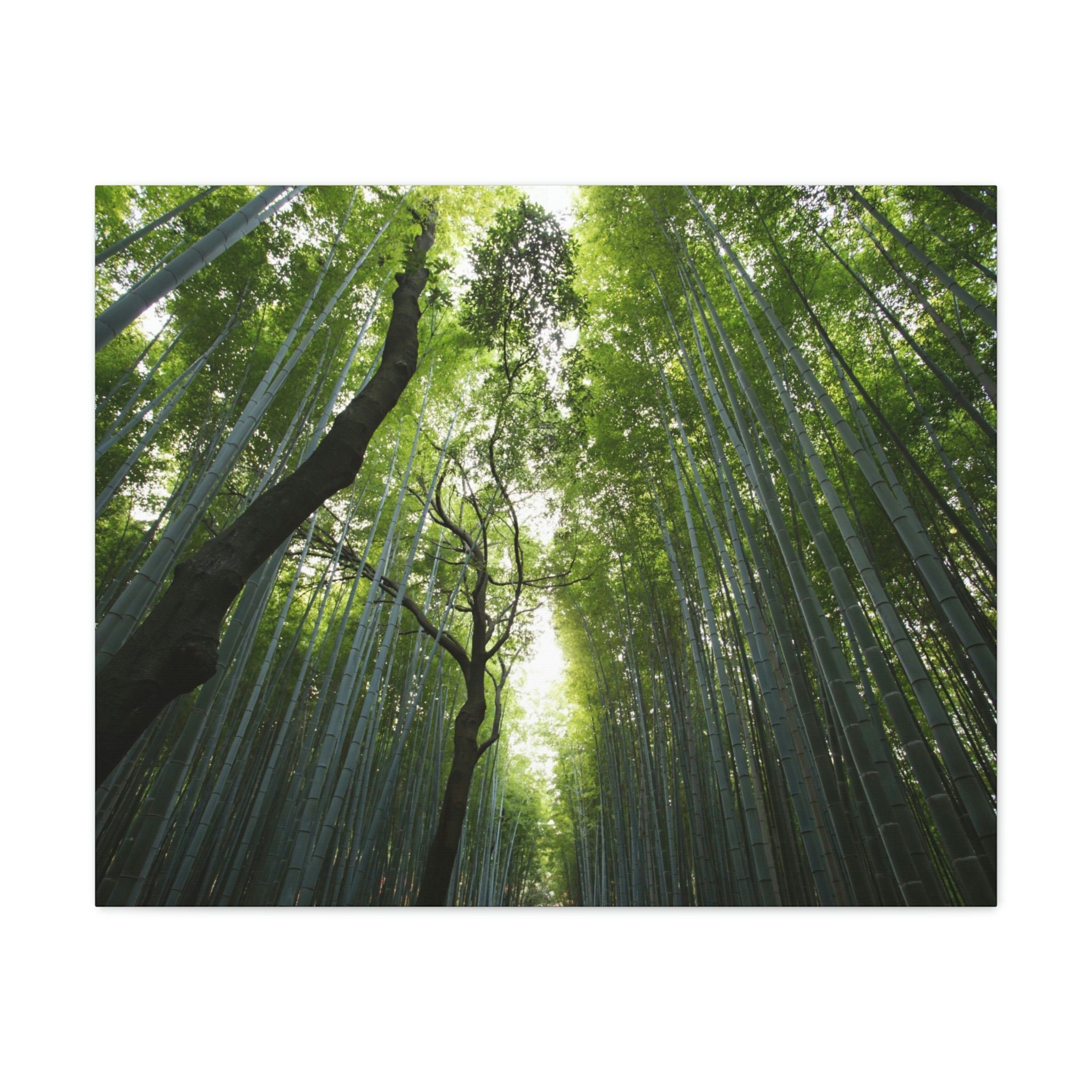 Green Canopy of Bamboo Plants & Trees With Sun Shining | Bamboo Wall ...