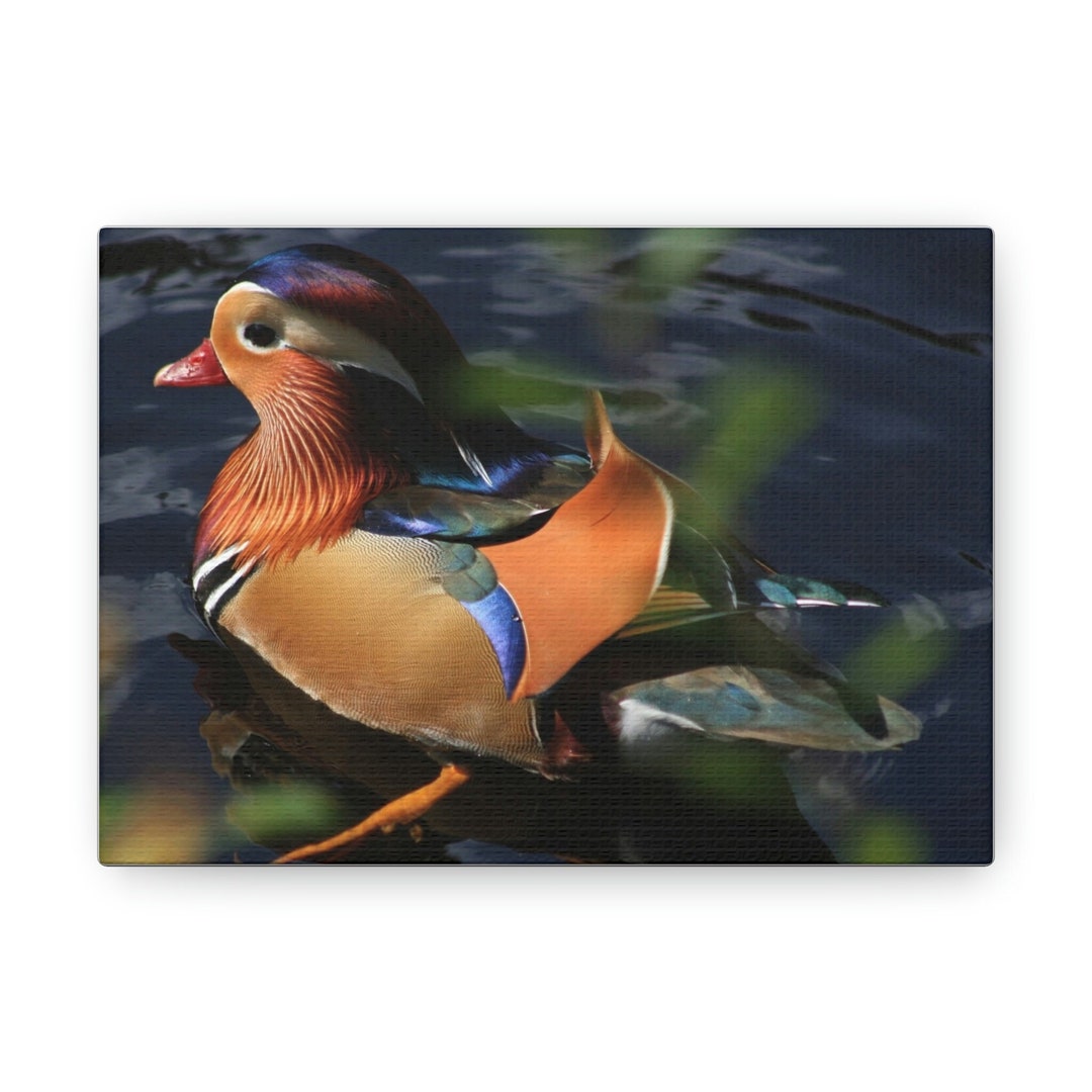 Colorful Mandarin Duck Canvas Print, Mandarin Duck Wall Art, Duck Wall ...