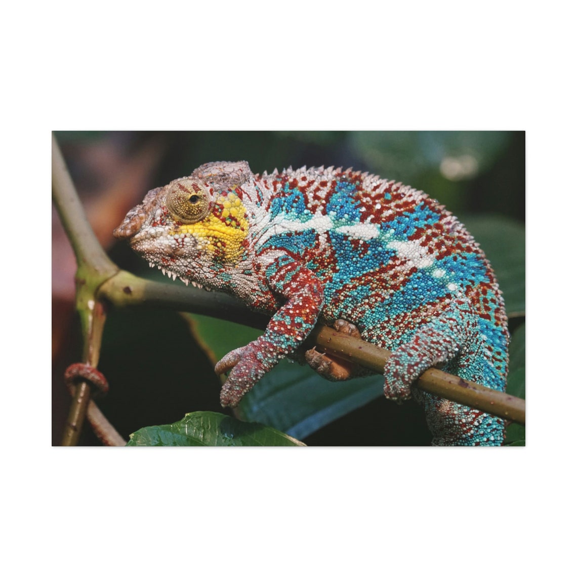 Colorful Chameleon Canvas Prints, Chameleon Wall Art, Chameleon Art ...