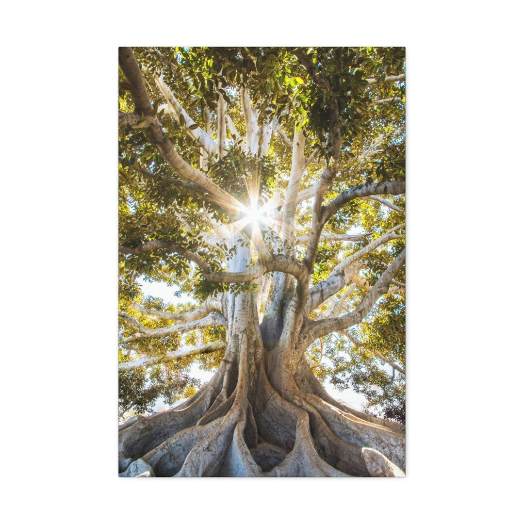 Sunlight Through Rooted Tree Canvas Print | Landscape Print | Office ...