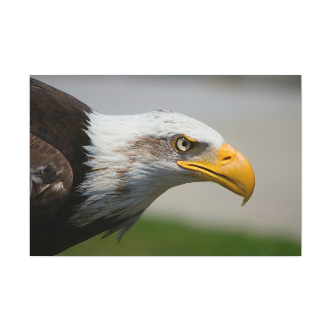 Bald Eagle Face Canvas, Bird Eagle Canvas Wall Art Design, Décor for ...