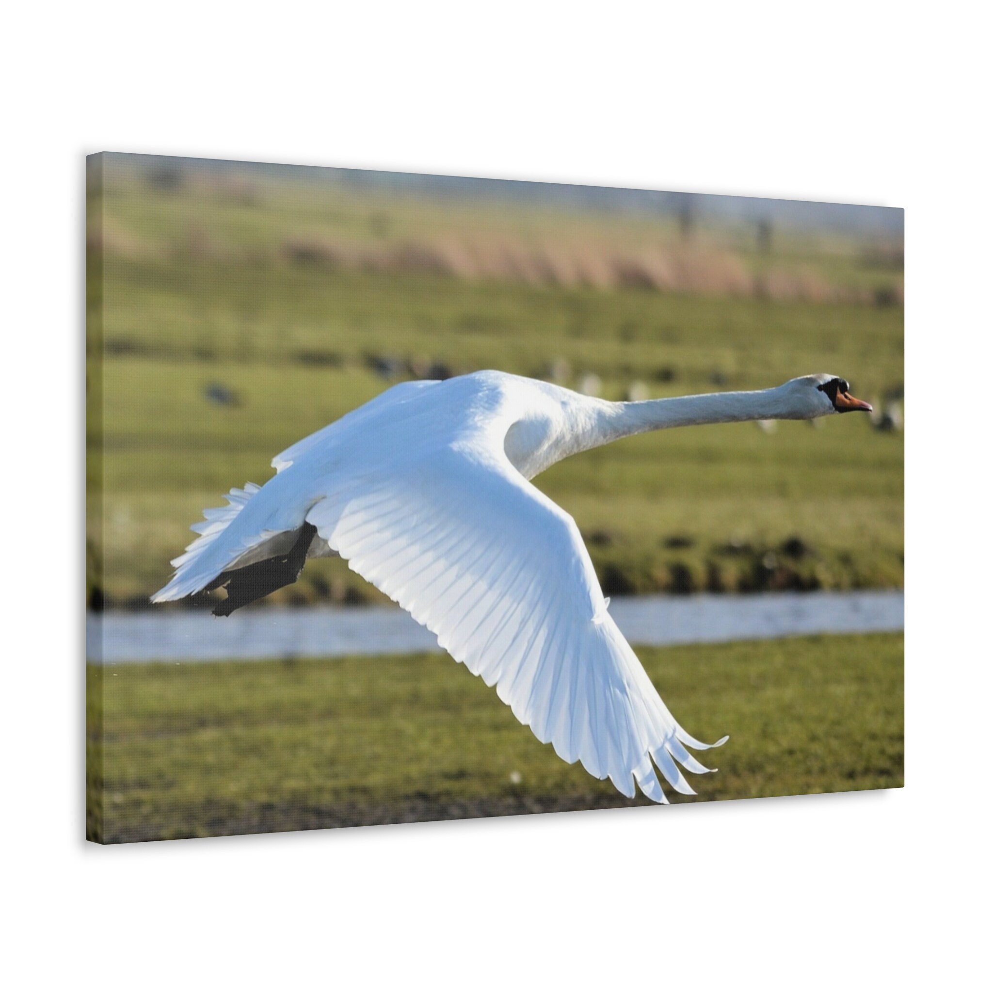 Swan Flying Over Inland Wall Canvas, White Swan Flying Art Prints ...