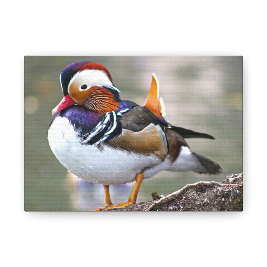 Colorful Mandarin Duck Canvas Print, Mandarin Duck Wall Art, Duck Wall ...