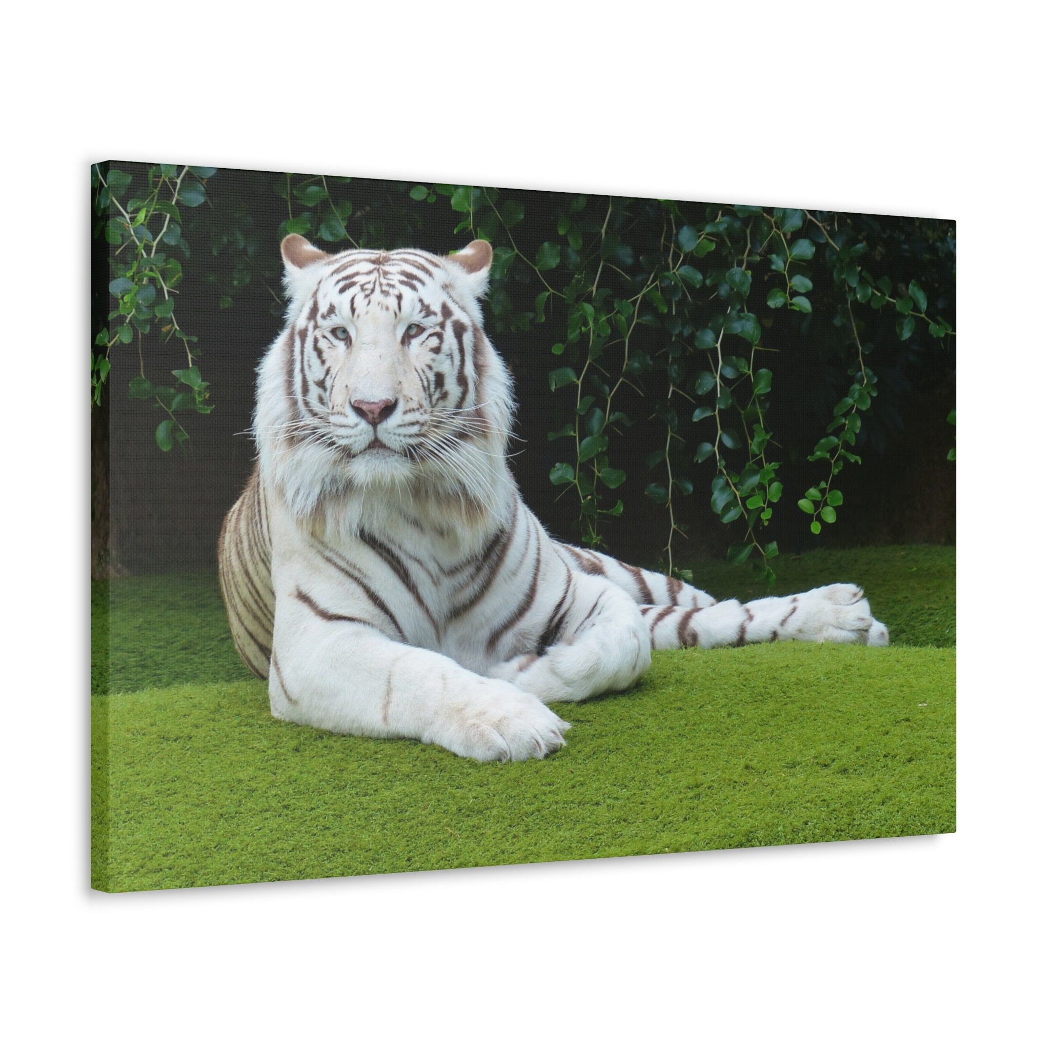 White Bengal Tiger Wall Print, Blue Eyes Bengal Tiger Wall Art, Tiger ...