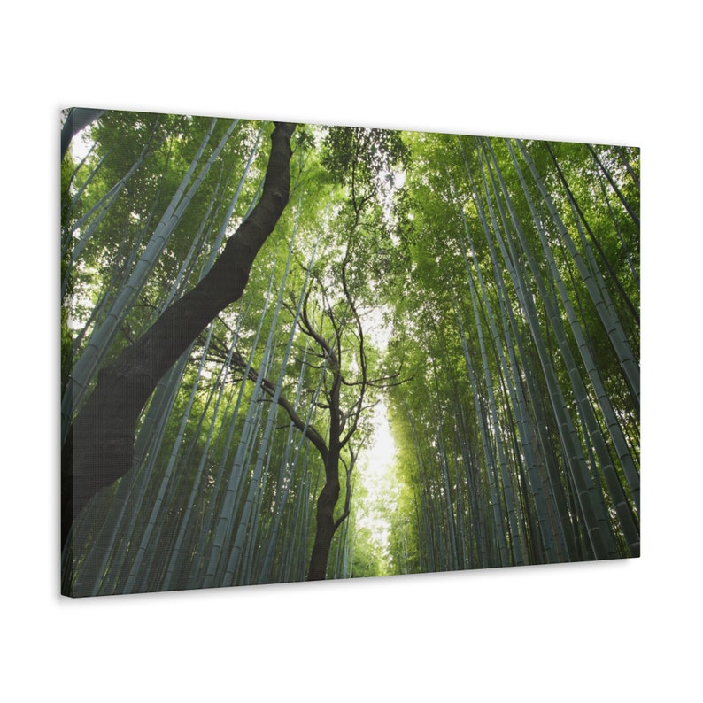Green Canopy of Bamboo Plants & Trees With Sun Shining Bamboo Wall ...