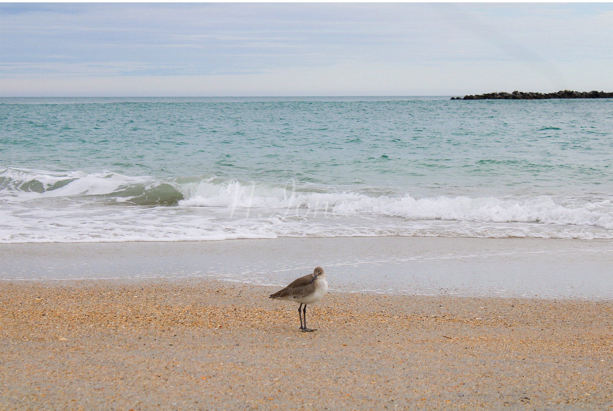 Beach Bird Photography, Coastal Wall Art, Beach House Decor, Shorebird ...