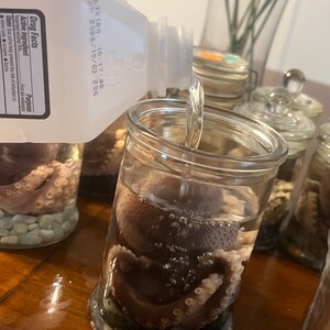 Large Full Body Octopus Wet Specimen - Etsy