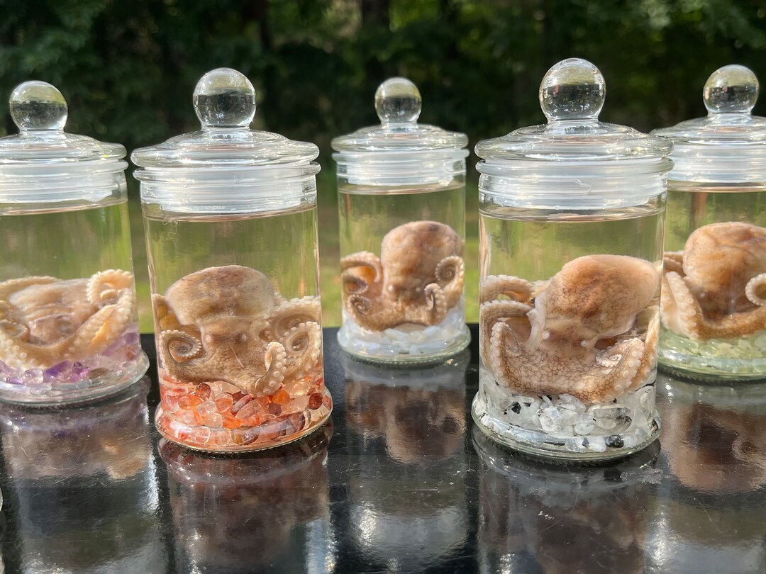 Octopus Full Body Oddities Med Wet Specimen - Etsy