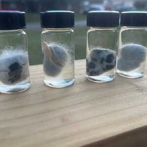 Opossum Balls in Sack - Taxidermy Wet Specimen - Etsy