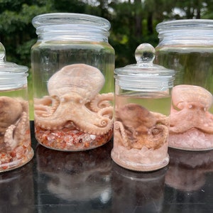Large Full Body Octopus Wet Specimen - Etsy