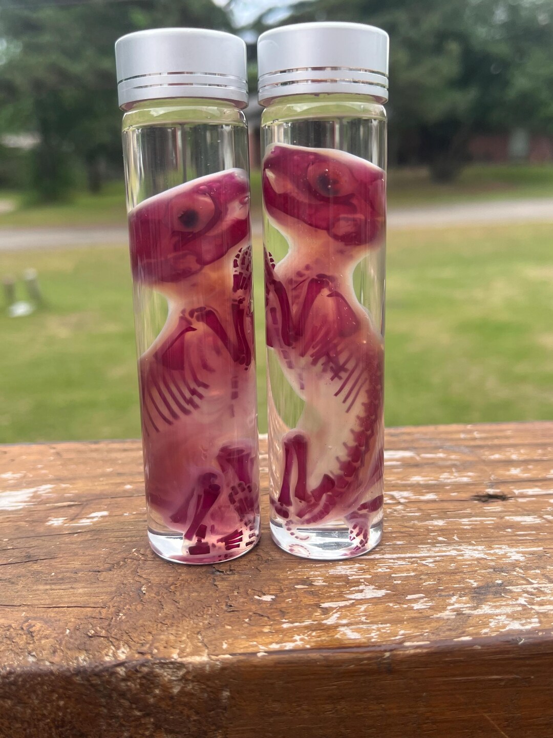 Diaphonized Bunny - Etsy