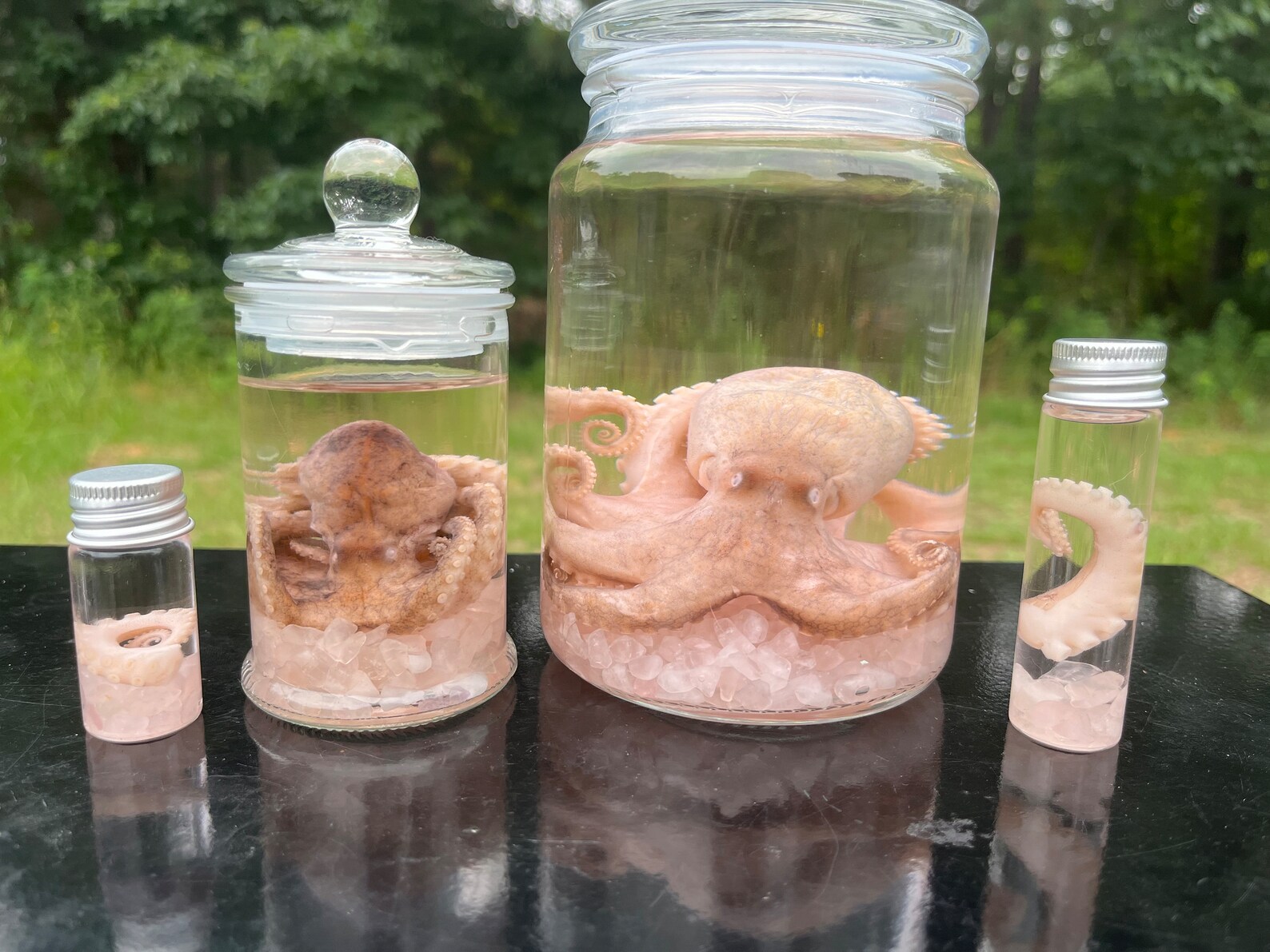 Large Full Body Octopus Wet Specimen - Etsy