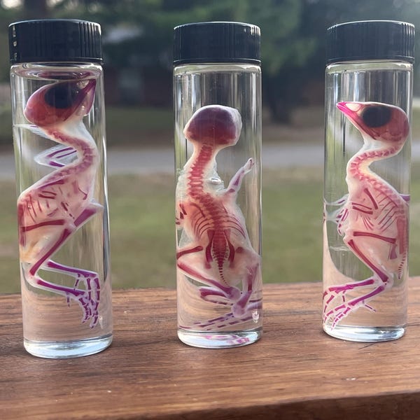 Diaphonization - Etsy