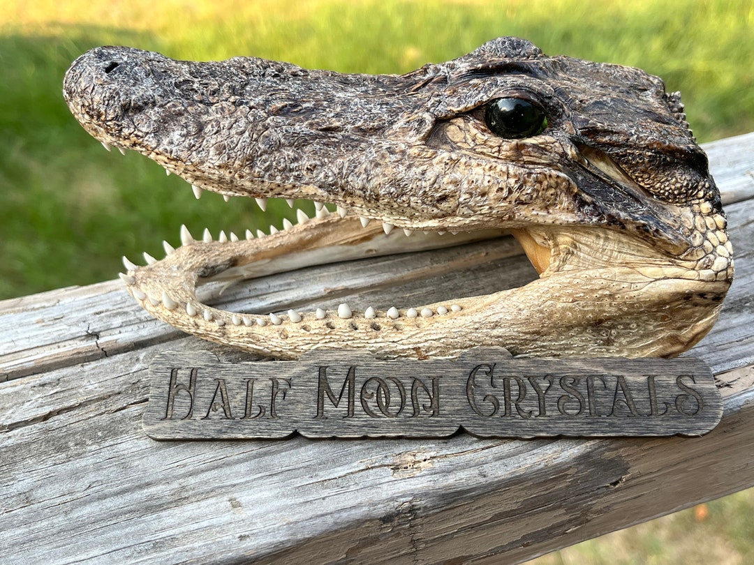 Taxidermy Alligator Head - Etsy