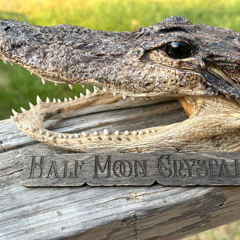 Alligator Heads - Etsy