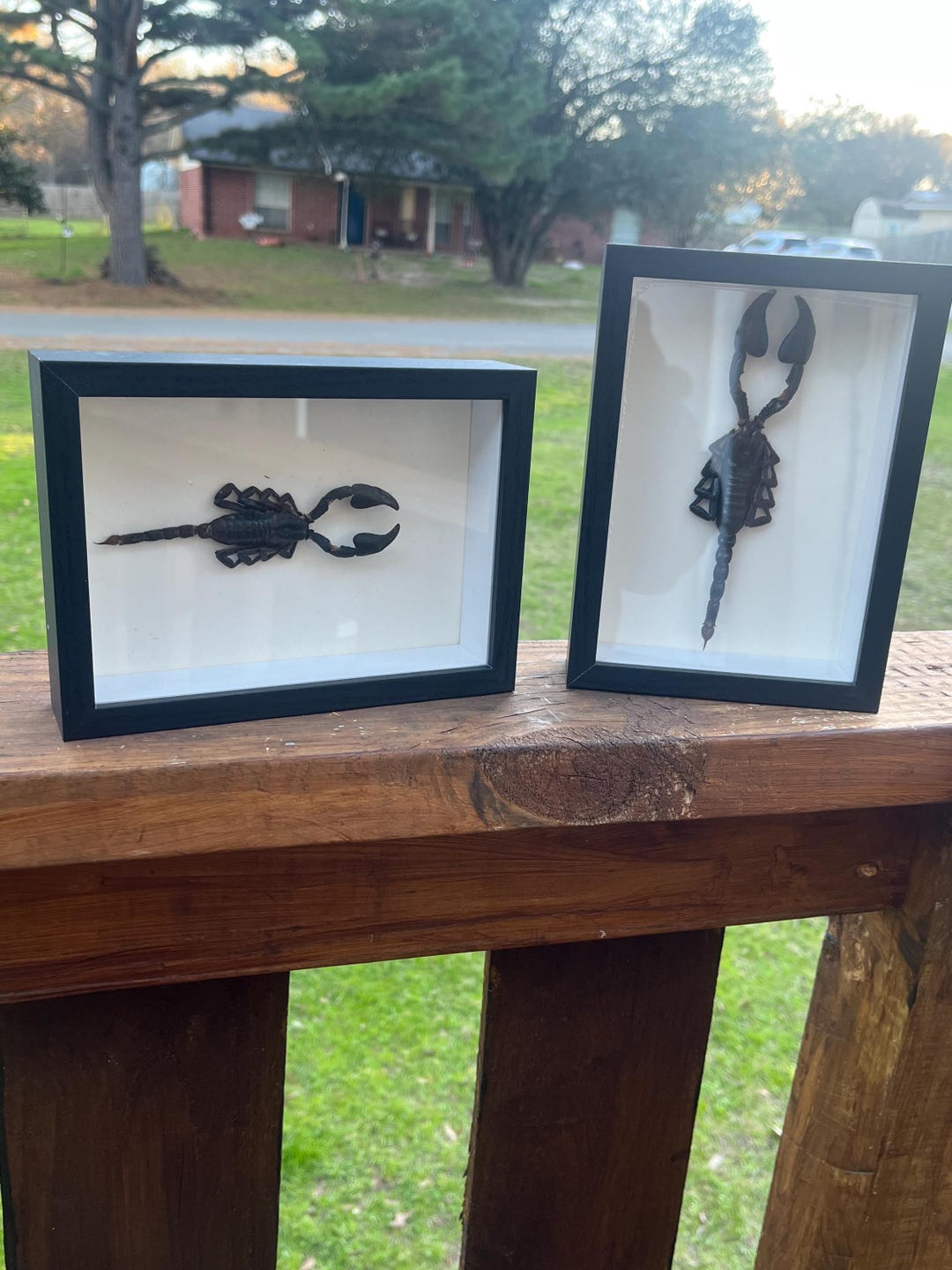 Framed Cicada Callogaeana Festiva Real Taxidermy Deep Shadow Box Pinned ...