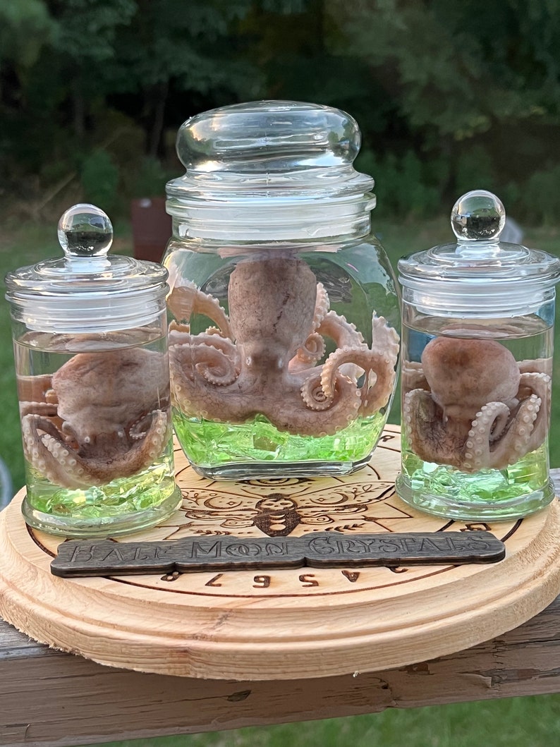 Large Full Body Octopus Wet Specimen - Etsy