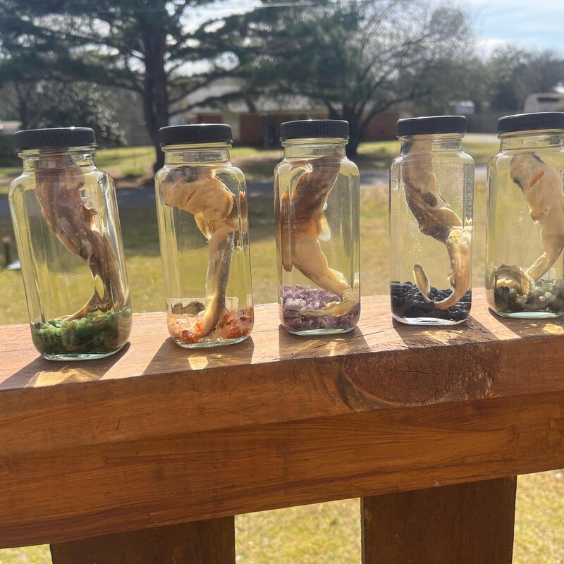 Real Ocean Specimen Decor - Etsy