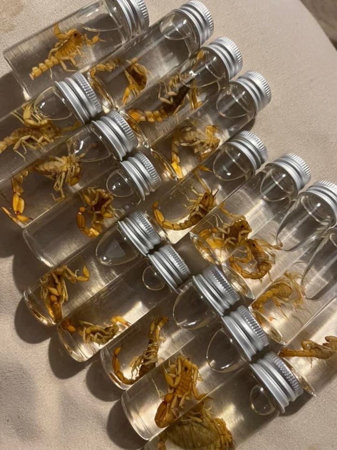 Scorpion Wet Specimen-taxidermy Black Light Active - Etsy