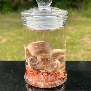 Octopus Full Body Oddities- Med Wet Specimen - Etsy