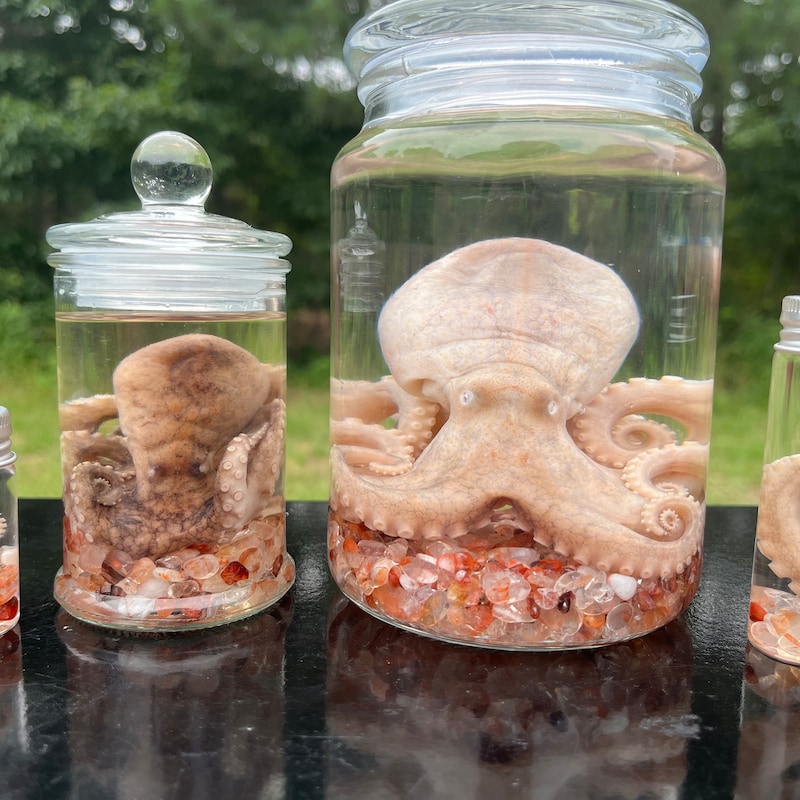 Wet Specimens - Etsy