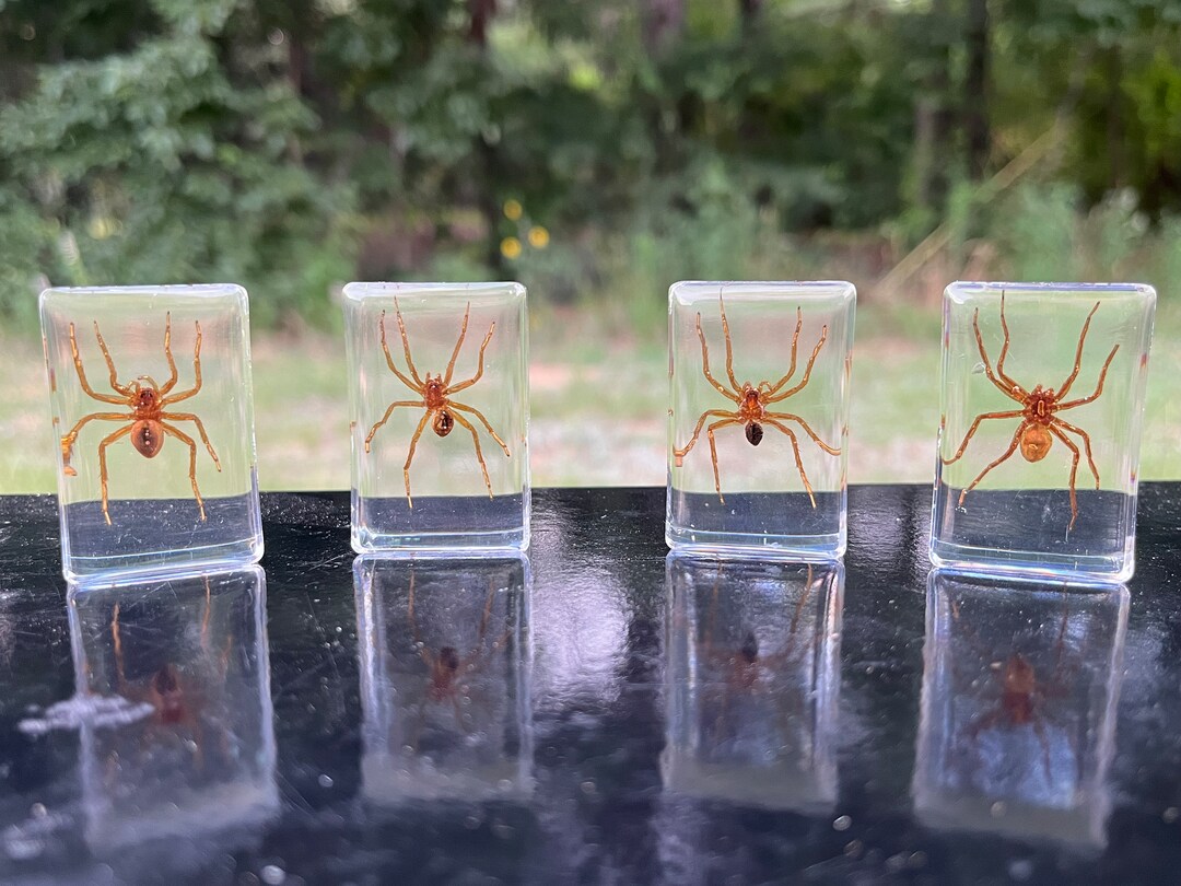 Spider in Resin - Etsy