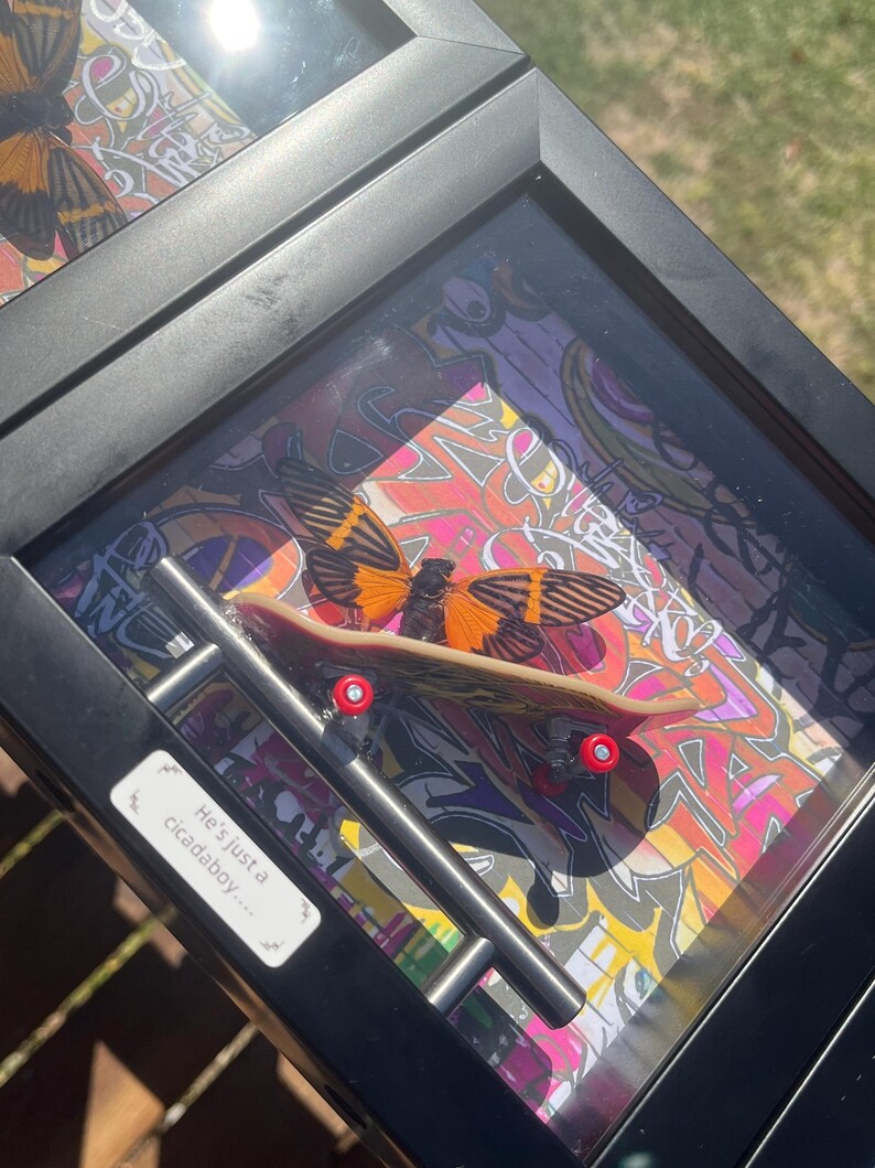 Skating Cicadaboy Shadowbox – Quirky Oddities Skating Decor (RANDOM) - Etsy