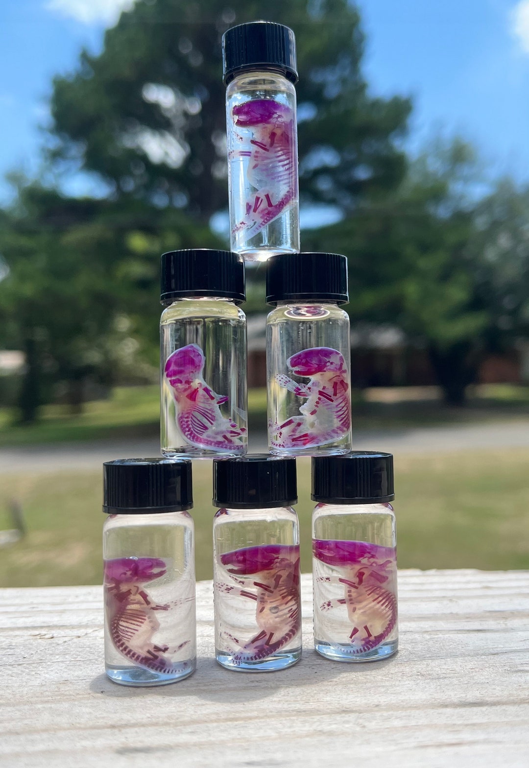 Diaphonized Fetal Mouse - Etsy