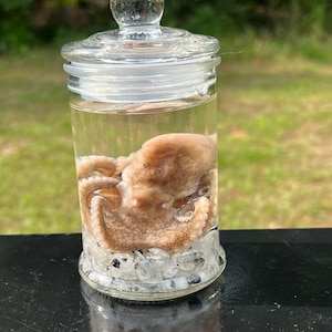 Octopus Full Body Oddities- Med Wet Specimen - Etsy