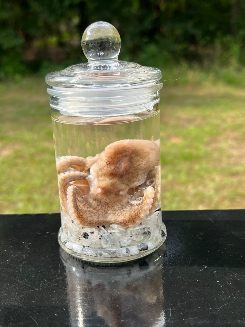 Octopus Full Body Oddities Med Wet Specimen - Etsy
