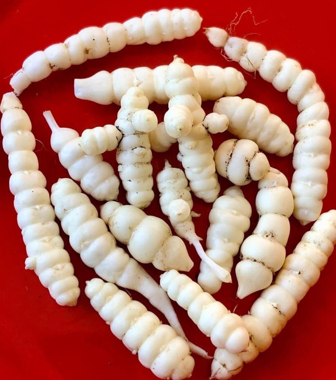 Chinese Artichoke/stachys Affinis- 3 Small Plants 2-6 Inches, Bare Root ...