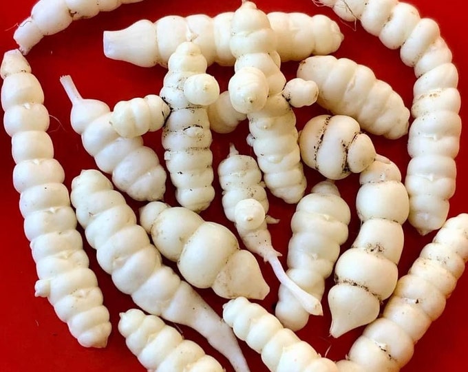 Chinese Artichoke Live Tubers / Roots AKA Crosnes, Betony, Gan Lu Zi ...